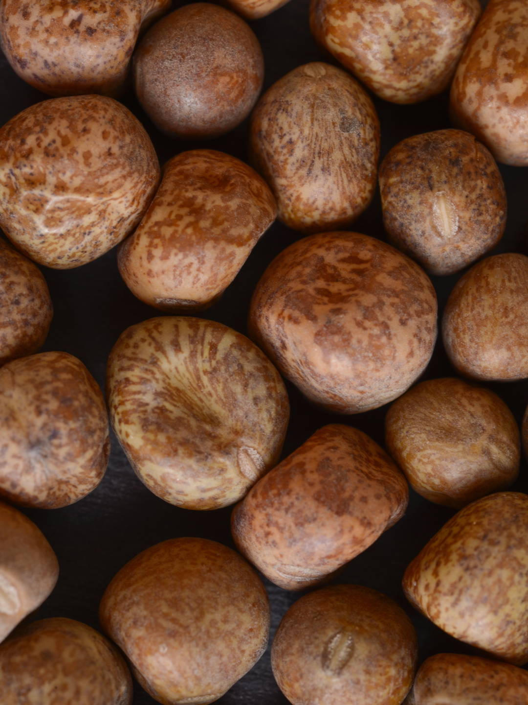 Who needs meat when you can eat a black badger? - Nourish